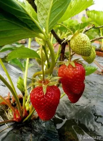 Strawberry Lambada: rupa-rupa pedaran, poto, ulasan 8602_4