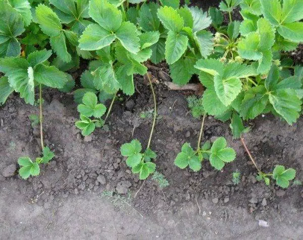 Strawberry Lambada: përshkrim i larmisë, fotografi, rishikime 8602_5