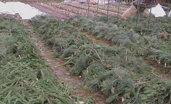 Frawli Lambada: deskrizzjoni tal-varjetà, ritratti, reviżjonijiet 8602_8