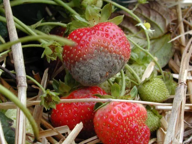 Grize rot op aardbeien: tekens, hoe't it derút sjocht, hoe it te behanneljen, tariedings, middels, kontrôlemaatregels, hoe te beskermjen, beskerming, foto 8609_1