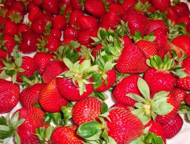 Grey rot ntawm strawberries: cov paib, nws zoo li cas, yuav kho nws li cas, npaj, txhais tau tias, tswj kev ntsuas, yuav tiv thaiv li cas, tiv thaiv, yees duab 8609_16