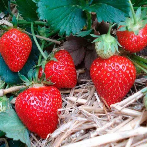 Grize rot op aardbeien: tekens, hoe't it derút sjocht, hoe it te behanneljen, tariedings, middels, kontrôlemaatregels, hoe te beskermjen, beskerming, foto 8609_17