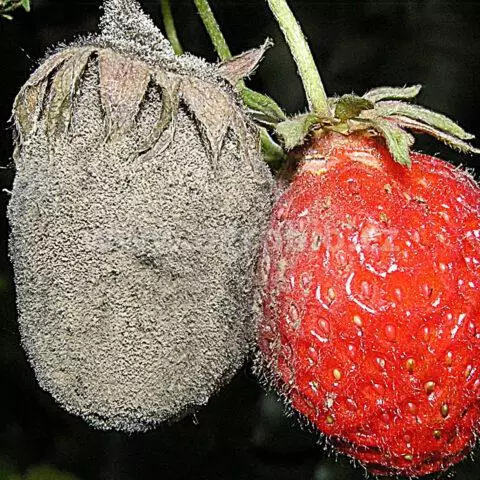 Grey rot ntawm strawberries: cov paib, nws zoo li cas, yuav kho nws li cas, npaj, txhais tau tias, tswj kev ntsuas, yuav tiv thaiv li cas, tiv thaiv, yees duab 8609_2