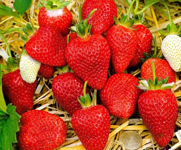 Grey rot ntawm strawberries: cov paib, nws zoo li cas, yuav kho nws li cas, npaj, txhais tau tias, tswj kev ntsuas, yuav tiv thaiv li cas, tiv thaiv, yees duab 8609_31