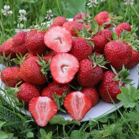 Strawberry Florentina (Florentina): apejuwe ti ọpọlọpọ, awọn fọto, awọn atunwo ti awọn ologba 8610_1