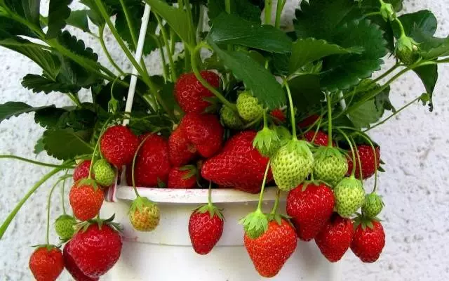 Dayactirka strawberries: koraan iyo daryeel, goynta + fiidiyaha 8611_2