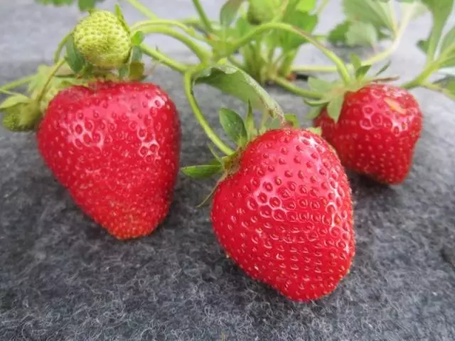 Dayactirka strawberries: koraan iyo daryeel, goynta + fiidiyaha 8611_4