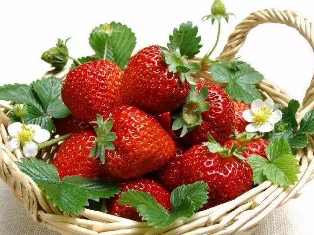 Dayactirka strawberries: koraan iyo daryeel, goynta + fiidiyaha 8611_40