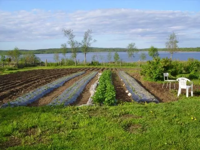 Kupanda jordgubbar kutumia teknolojia ya Kifini + video 8613_5