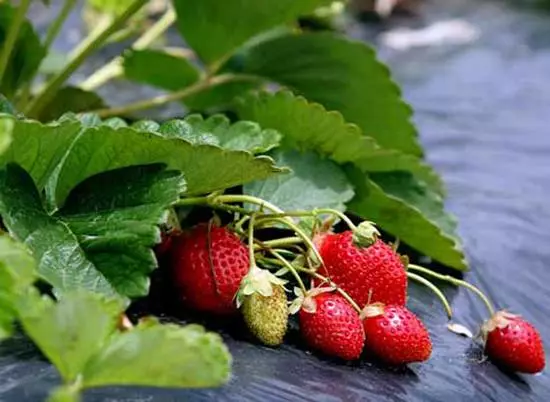 Kulima strawberries pogwiritsa ntchito ukadaulo waku Finland + kanema 8613_8