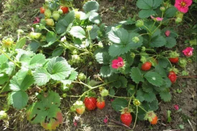 Strawberry Tristan (Tristan) F1: katrangan babagan macem-macem remontan, foto, ulasan para tukang kebon 8618_1