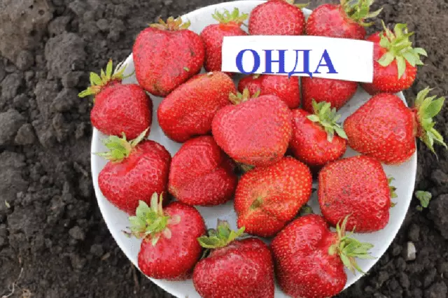 I-Strawberry Onda (Onda): incazelo yezinhlobonhlobo, izithombe, ukubuyekezwa kwabalimi 8628_1