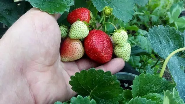 Strawberry Onda (Onda): descrição da casta, fotos, opiniões de jardineiros 8628_2