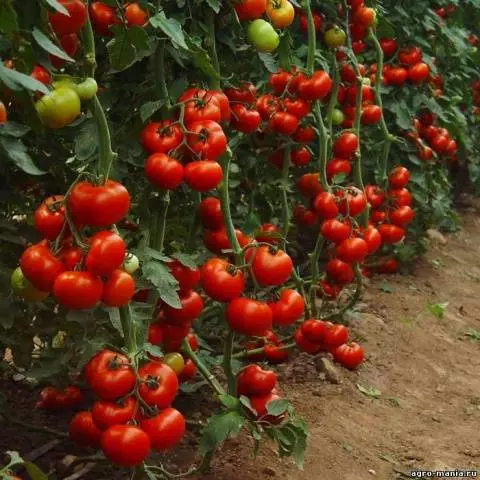 Prilaborante tomatojn kun kalia permanganato