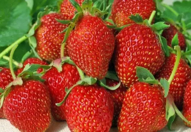 Large-fruited strawberry varieties with photos and descriptions 8631_1