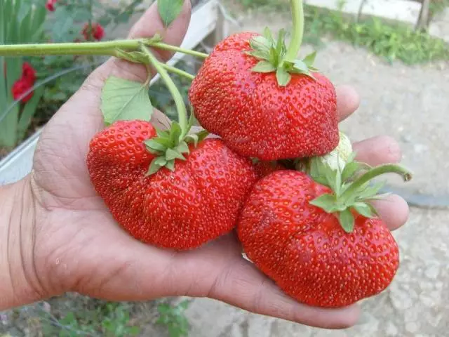 Large-fruited strawberry varieties with photos and descriptions 8631_12