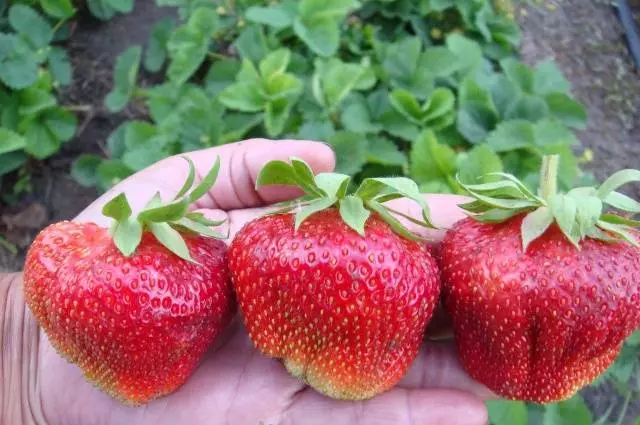 Large-fruited strawberry varieties with photos and descriptions 8631_13