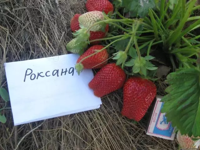 Large-fruited strawberry varieties with photos and descriptions 8631_14