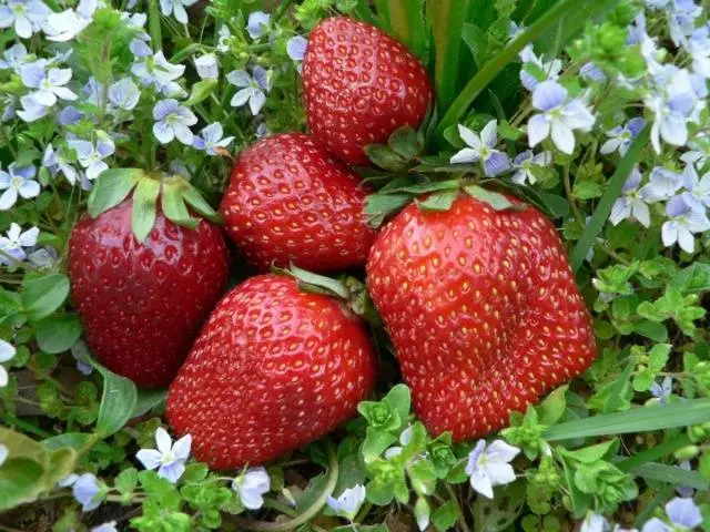 Large-fruited strawberry varieties with photos and descriptions 8631_3