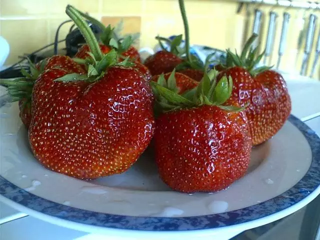 Large-fruited strawberry varieties with photos and descriptions 8631_5