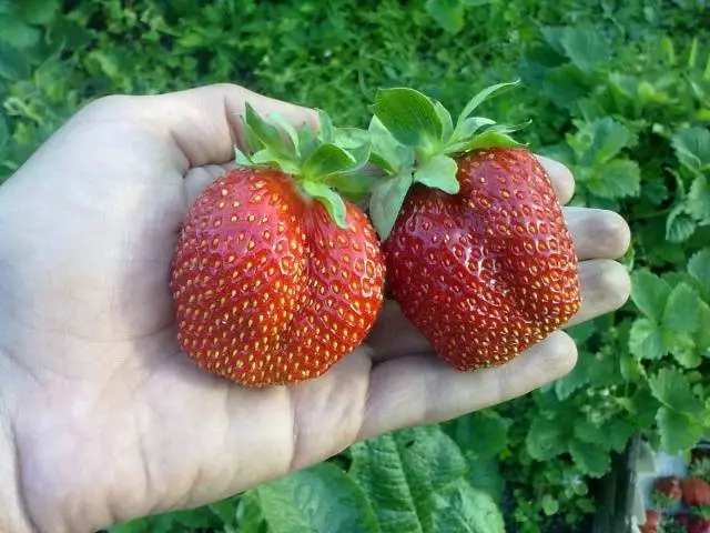 Large-fruited strawberry varieties with photos and descriptions 8631_9