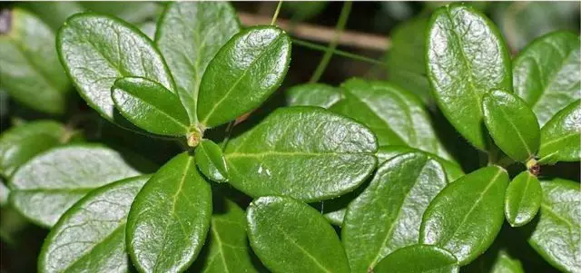 Lingonberry blader: medisinske egenskaper og kontraindikasjoner 8636_2