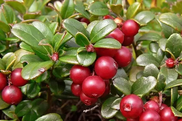 Lingonberry blader: medisinske egenskaper og kontraindikasjoner 8636_23