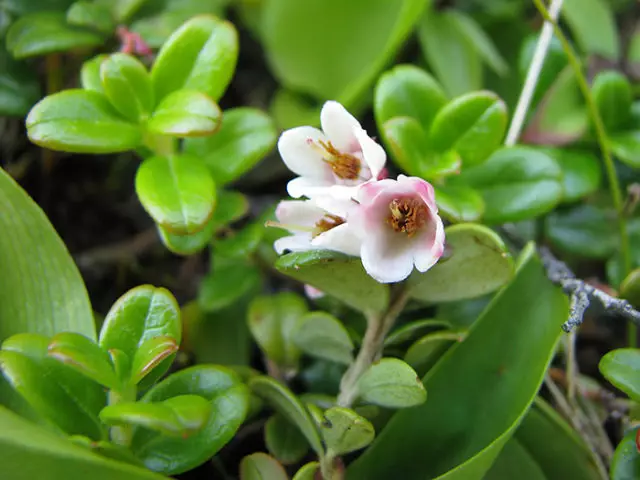 Lingonberry blader: medisinske egenskaper og kontraindikasjoner 8636_4