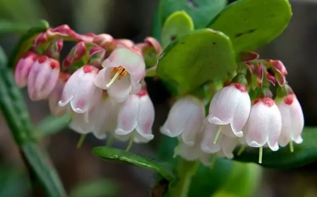 Ny lingonberry dia mampiakatra na mampihena ny tosidra 8638_1