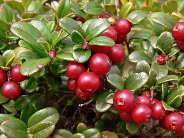 Ny lingonberry dia mampiakatra na mampihena ny tosidra 8638_2