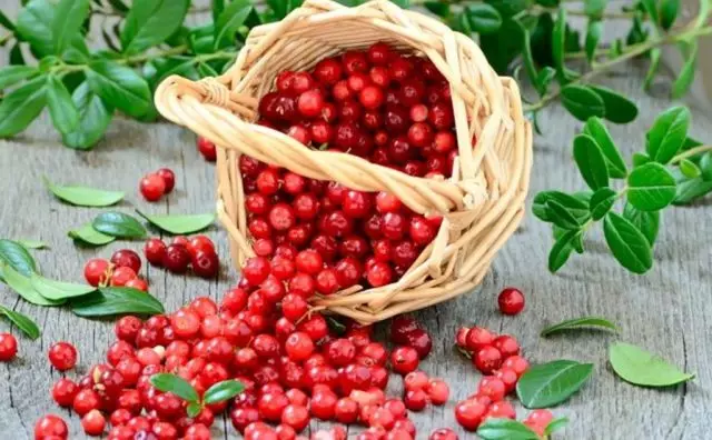 Lingonberry បង្កើនឬបន្ថយសម្ពាធឈាម 8638_6