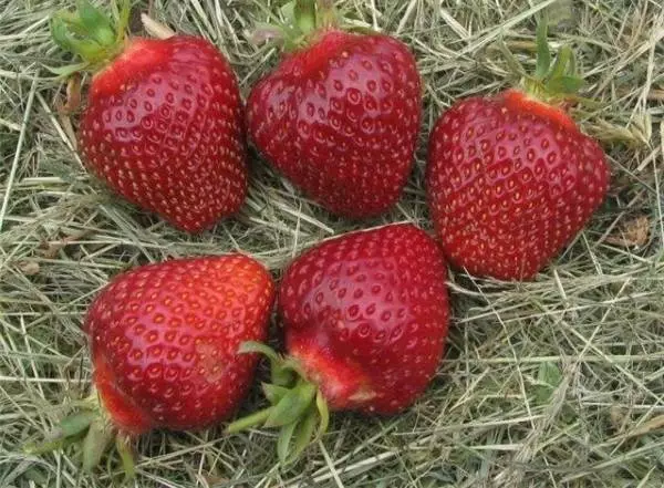 Strawberry Dukat: deskripsi variasi, foto, ulasan 8642_1