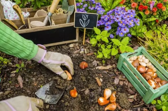 Månekalender for oktober 2019 for blomster: innendørs planter, hjem, hage 8665_2