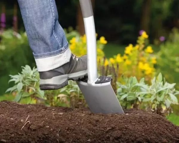 Calendario lunar para octubre de 2019 para flores: plantas de interior, hogar, jardín 8665_4