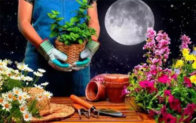 Calendrier lunaire fleuriste pour août 2020 : plantes d'intérieur, fleurs, jardin fleuri, division, greffe de vivaces, table 8667_3