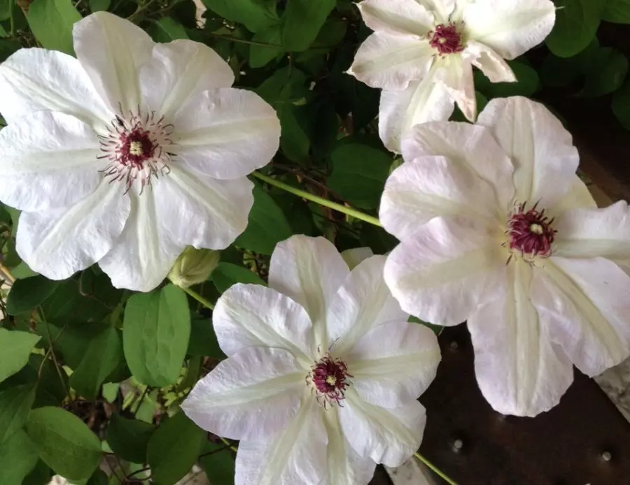 Clematis Miss Bateman: grup de retallada, descripció, fotos, ressenyes