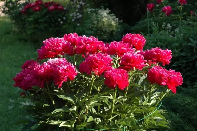 Peony Kansas (Kansas): foto's, resensies, plant en versorging 8674_1