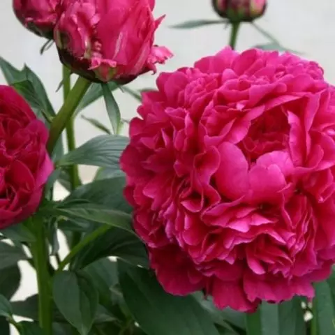 Peony Kansas (Kansas): fotos, comentários, plantio e cuidados 8674_2