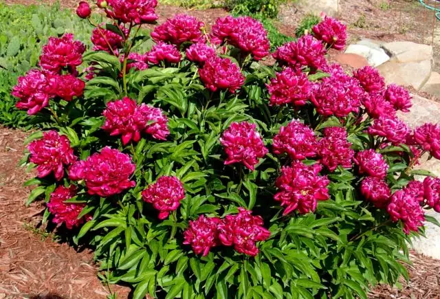 Peony Kansas (Kansas): fotos, comentaris, plantació i cura 8674_20