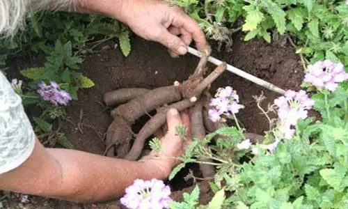 אדמונית קנזס (קנזס): תמונות, ביקורות, שתילה וטיפול 8674_24