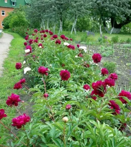 Peony Kansas (Kansas): fotos, comentaris, plantació i cura 8674_5