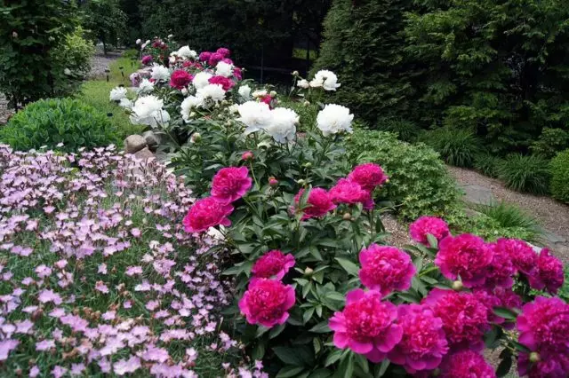 Peony Kansas (Kansas): fotos, comentaris, plantació i cura 8674_6