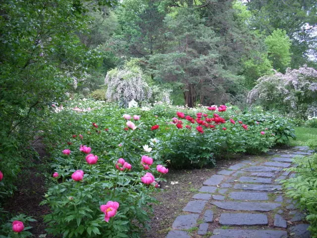 Peony Kansas (Kansas): fotos, comentaris, plantació i cura 8674_9