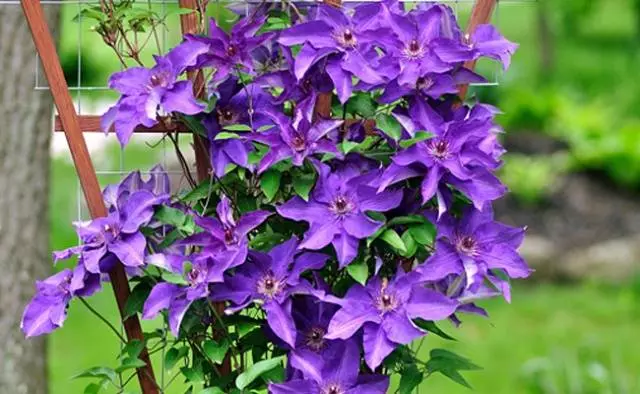 Hobaneng ha clematis e sa palese: mabaka a seo u lokelang ho se etsa 8676_2