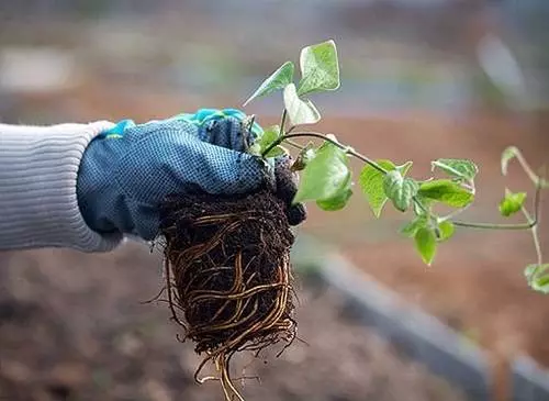 Γιατί το clematis δεν ανθίζει: λόγοι για το τι πρέπει να κάνετε 8676_5