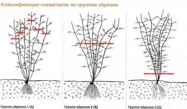 Γιατί το clematis δεν ανθίζει: λόγοι για το τι πρέπει να κάνετε 8676_7