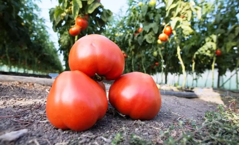 Tomato Mahitos: karakterizaĵoj kaj priskribo de la vario, recenzoj