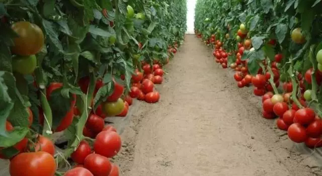 Tomato Mahitos: kenmerken en beschrijving van de variëteit, beoordelingen 867_1