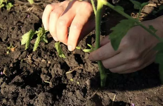 Tomato Mahitos: kenmerken en beschrijving van de variëteit, beoordelingen 867_10