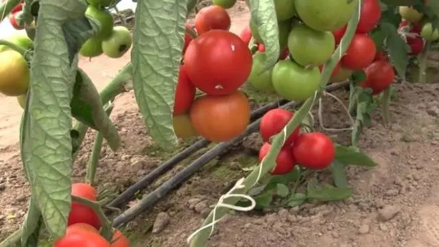 Tomato Mahitos: karakterizaĵoj kaj priskribo de la vario, recenzoj 867_4